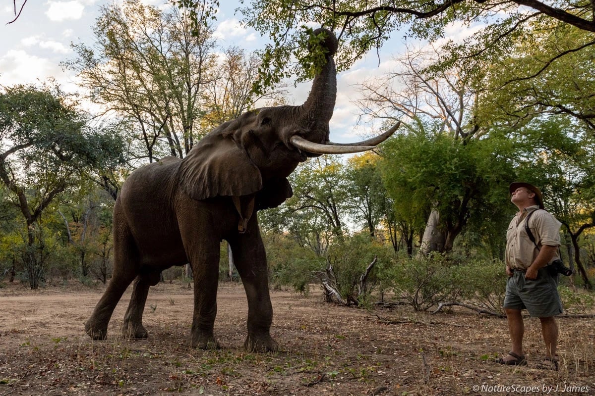 Two-Week Conservation Safari in Zimbabwe | Wayfairer Travel