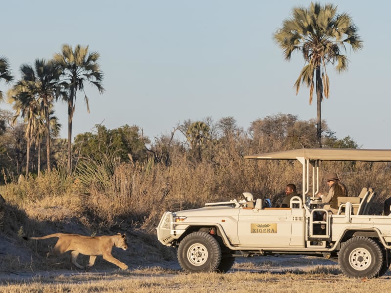 Luxury Safaris in Okavango Delta, Botswana | Wayfairer Travel