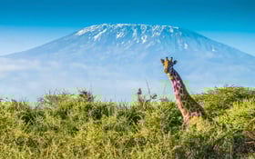 Top 7 Tanzania Parks & Game Reserves (Including Lodges)